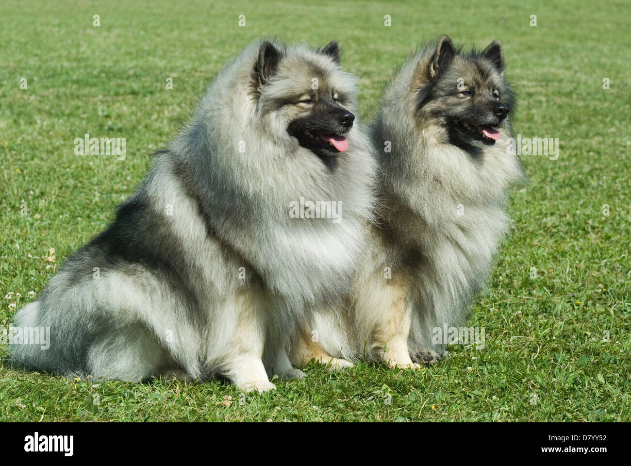Keeshond side hi-res stock photography and images - Alamy