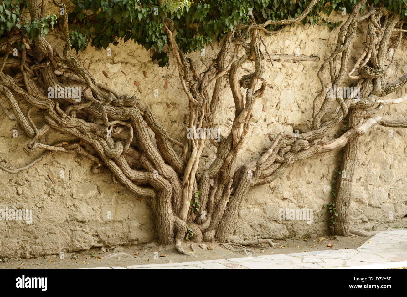 Wall covered with old tree roots Stock Photo - Alamy