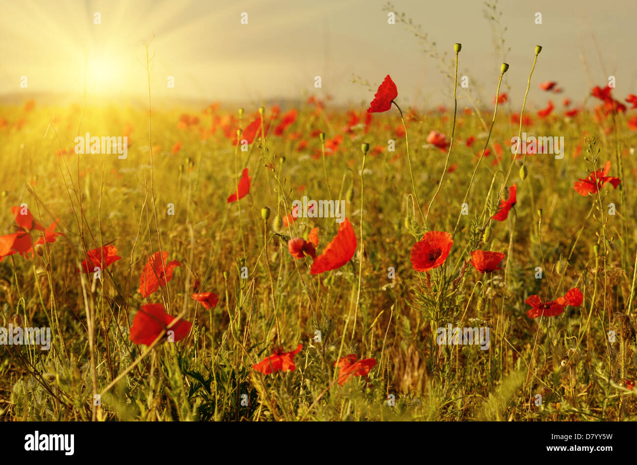 Red poppies against bright hi-res stock photography and images - Alamy