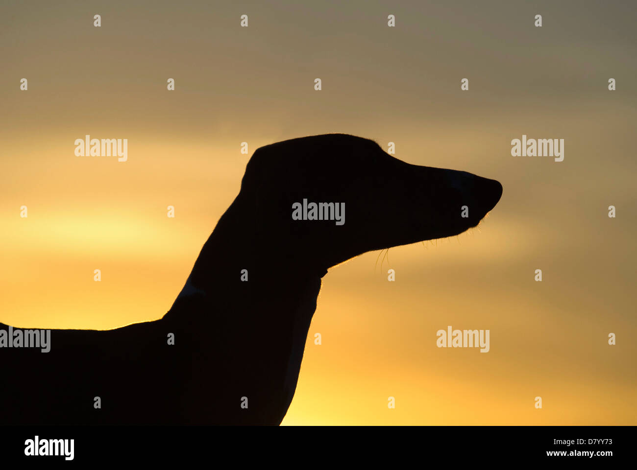 Azawakhs hi-res stock photography and images - Alamy