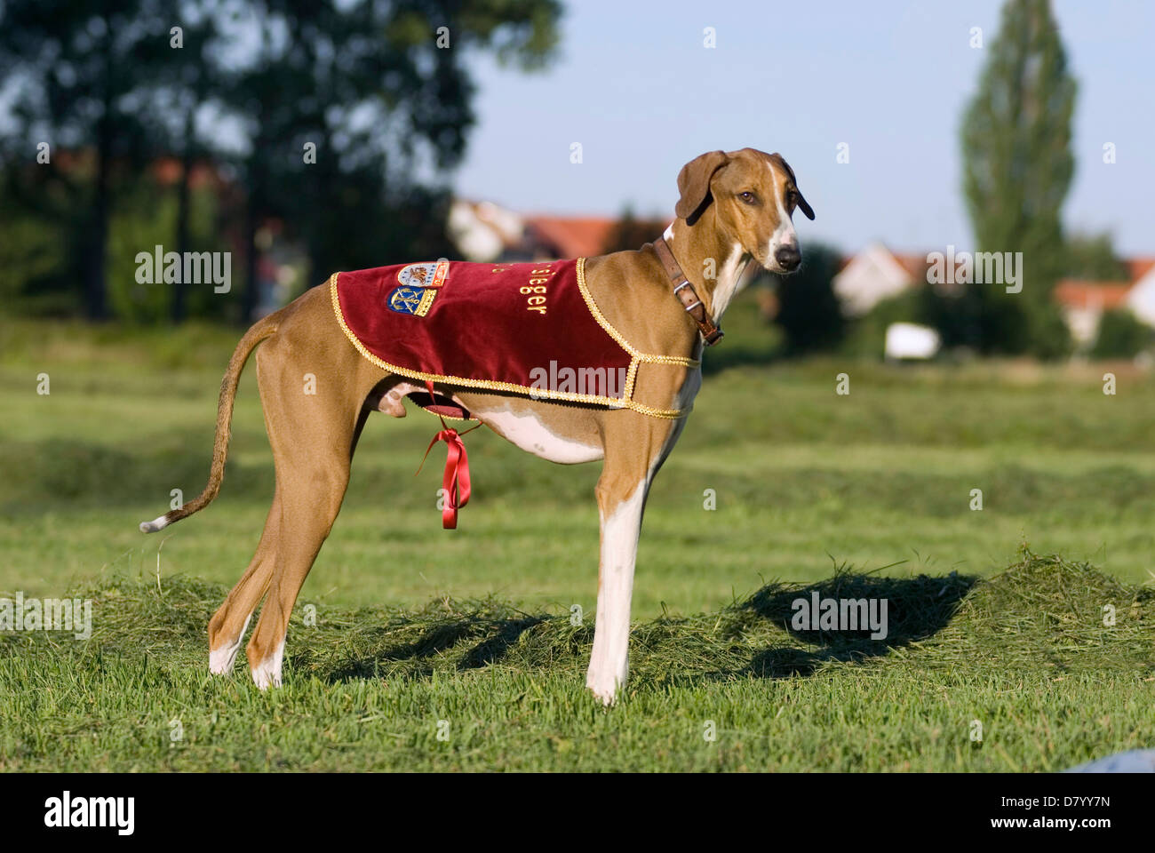 Azawakhs hi-res stock photography and images - Alamy