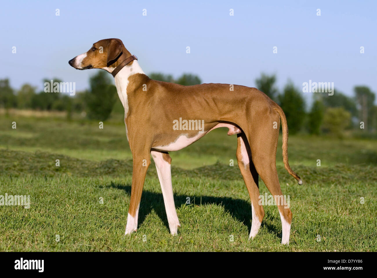 Dog dogs azawakh azawakhs hi-res stock photography and images - Alamy