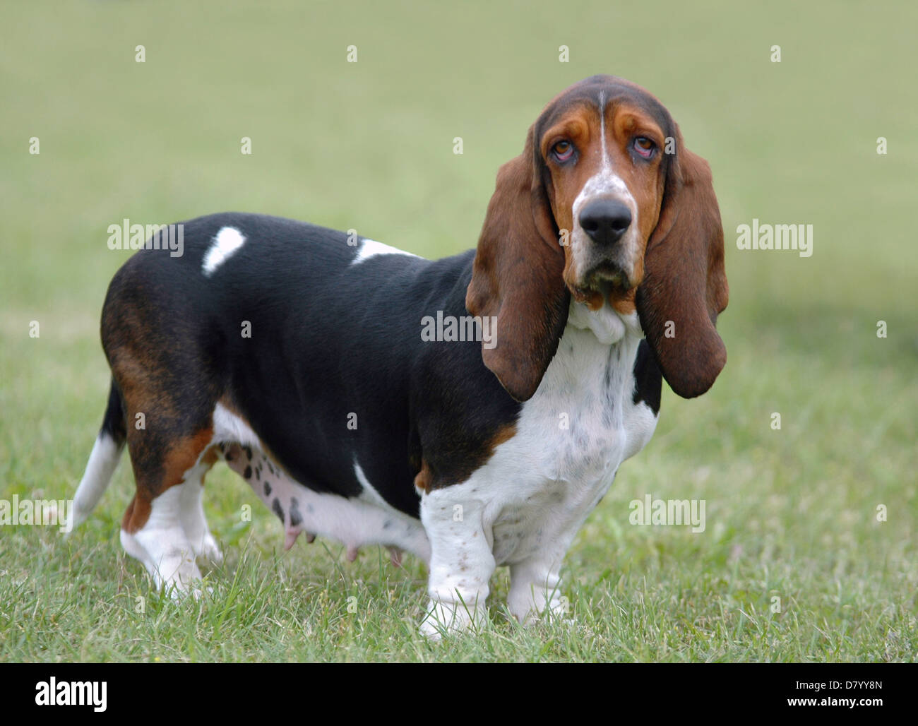 Basset hound stands hi-res stock photography and images - Alamy