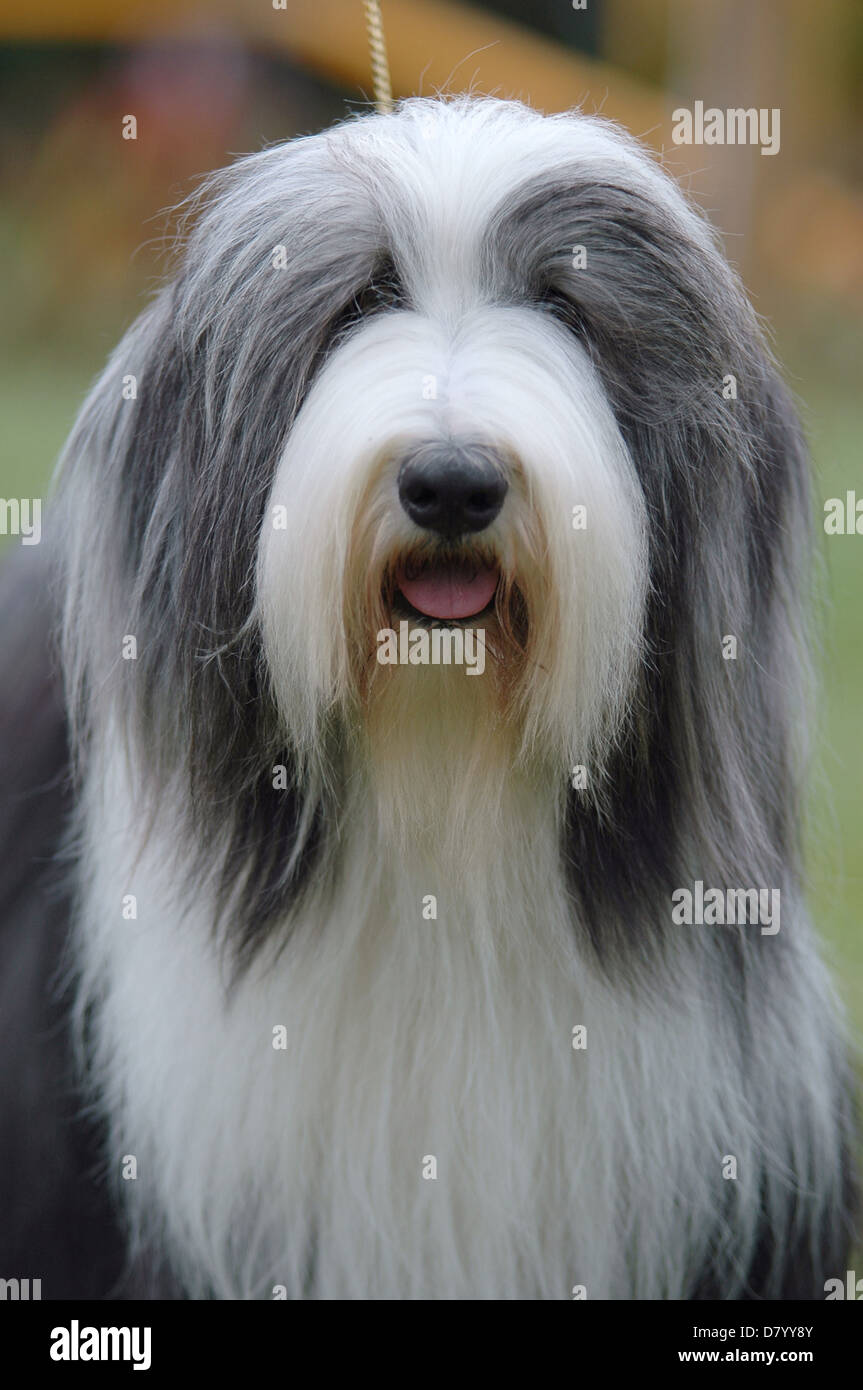 Beaded Collie Portrait Stock Photo - Alamy