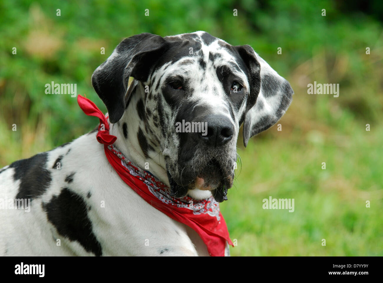 Great Dane Portrait Stock Photo - Alamy