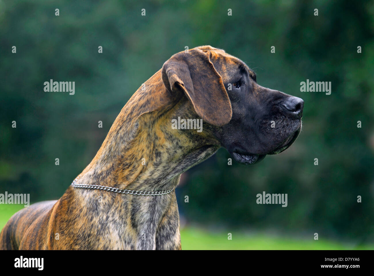 Profile great dane animals hi-res stock photography and images - Alamy