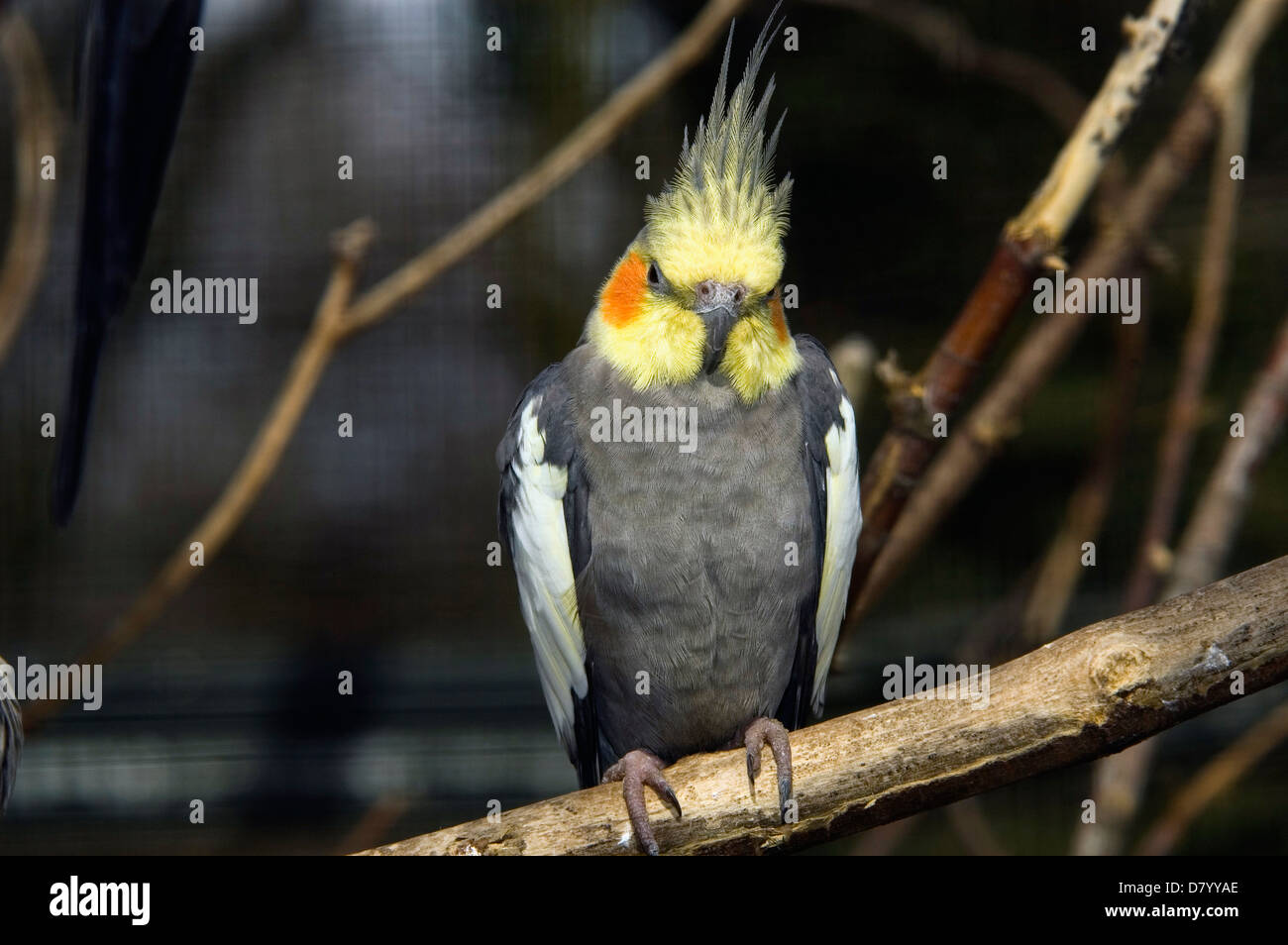 Weiro Birds High Resolution Stock Photography and Images - Alamy