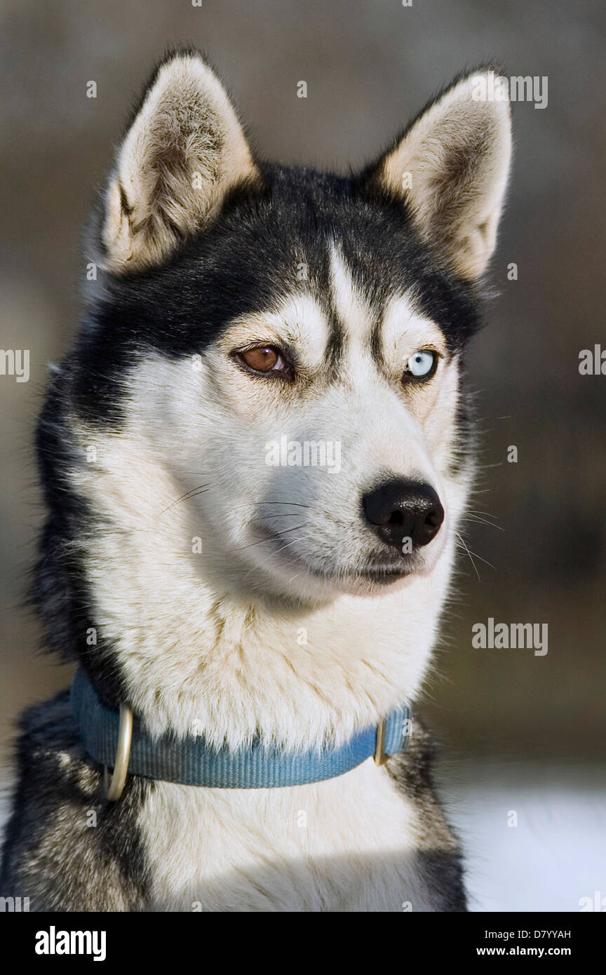 Sibirien Husky Portrait Stock Photo - Alamy
