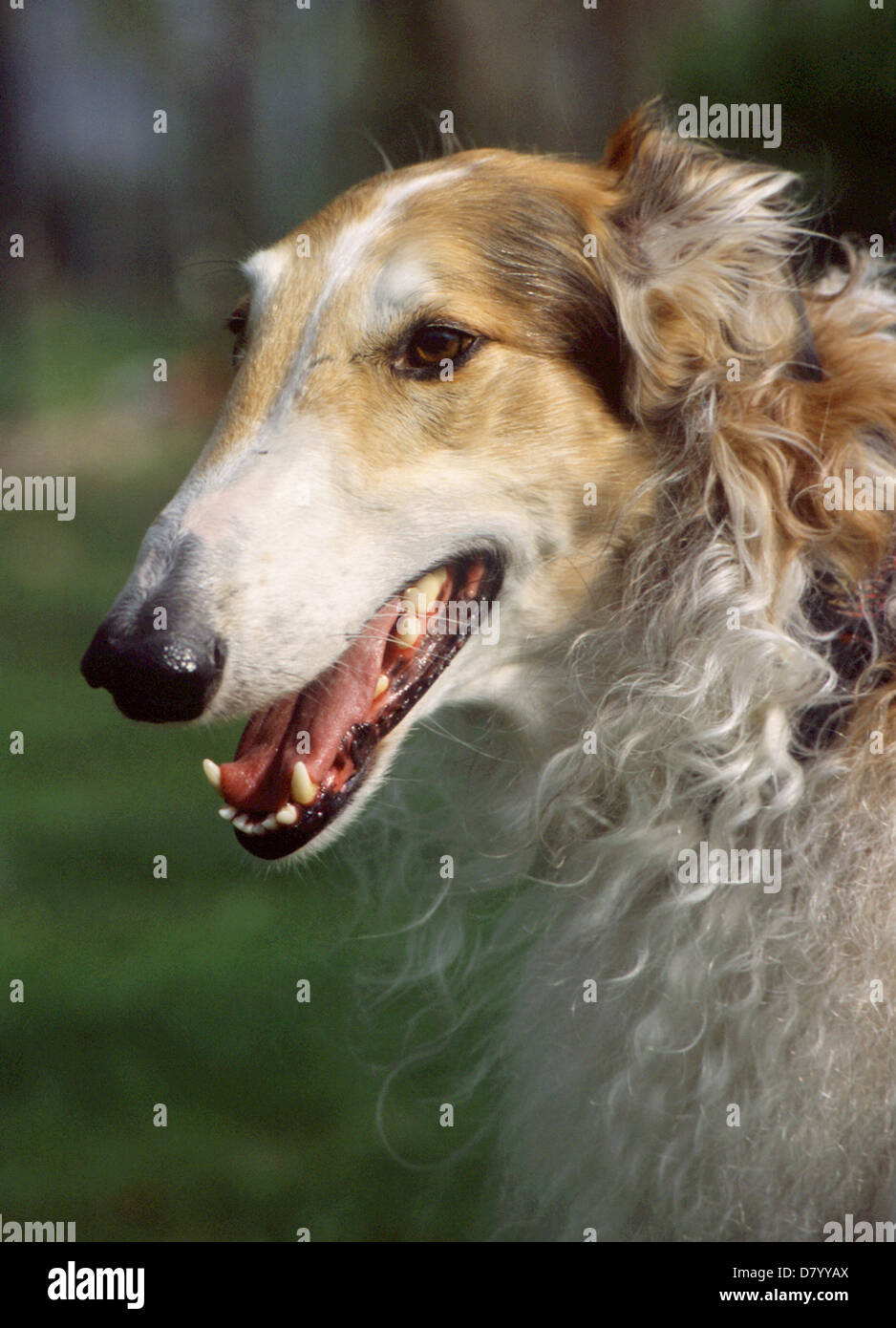 Portrait borzoi side view hi-res stock photography and images - Alamy