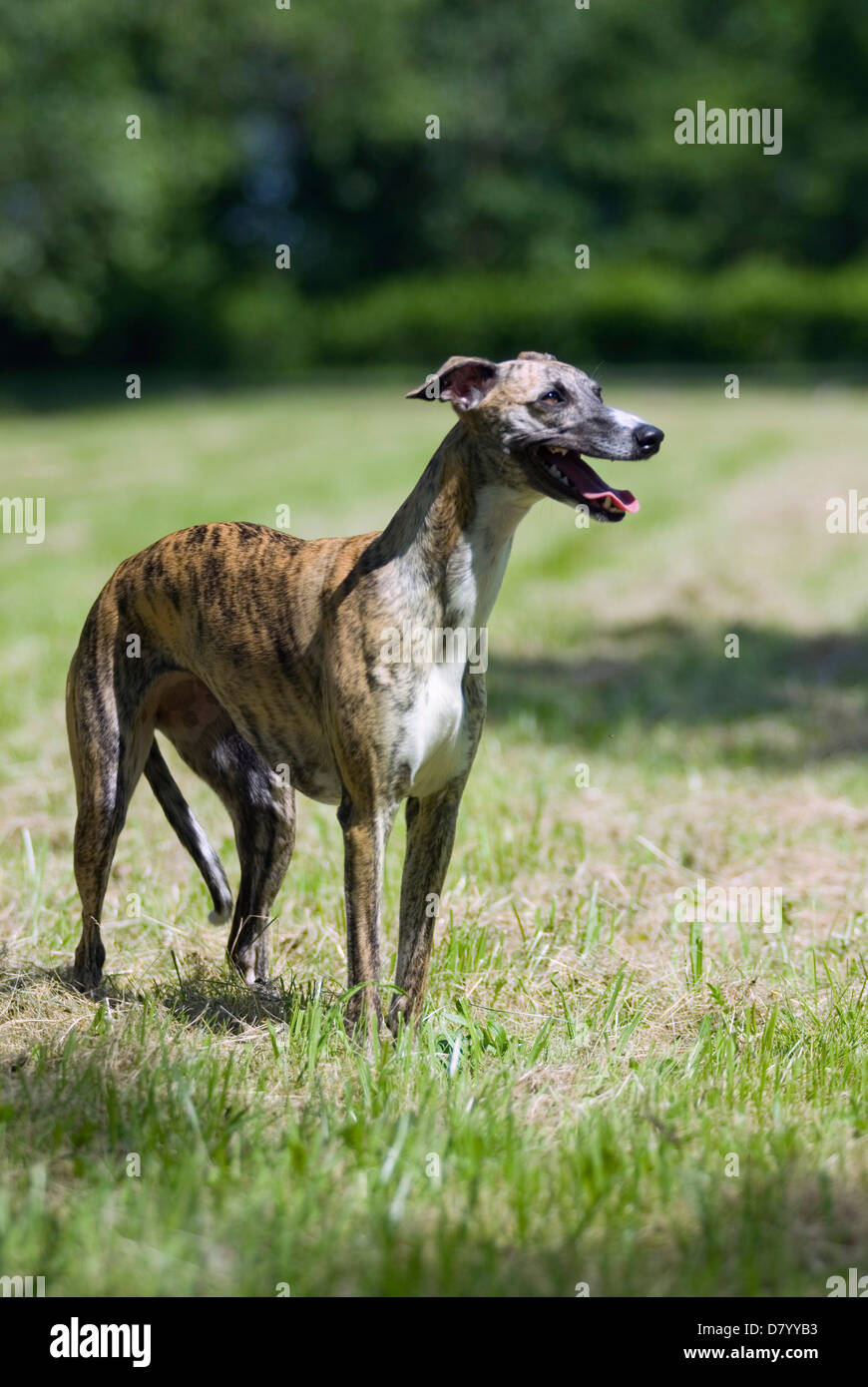 Whippet dogs hi-res stock photography and images - Alamy