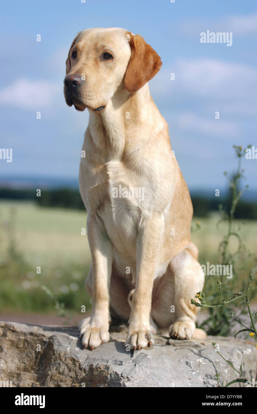yellow Labrador Retriever Stock Photo - Alamy