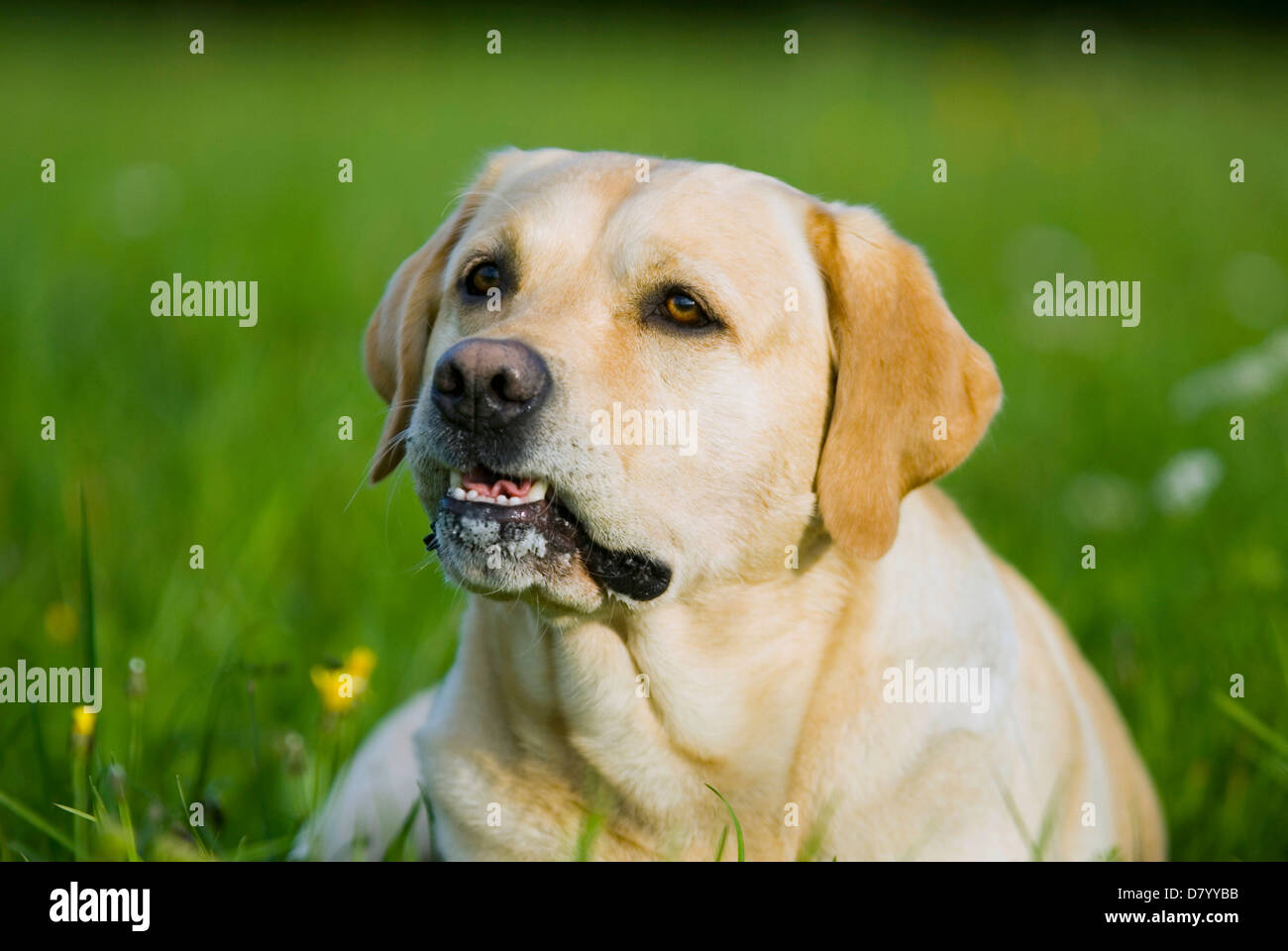 Portrait yellow dog hi-res stock photography and images - Alamy
