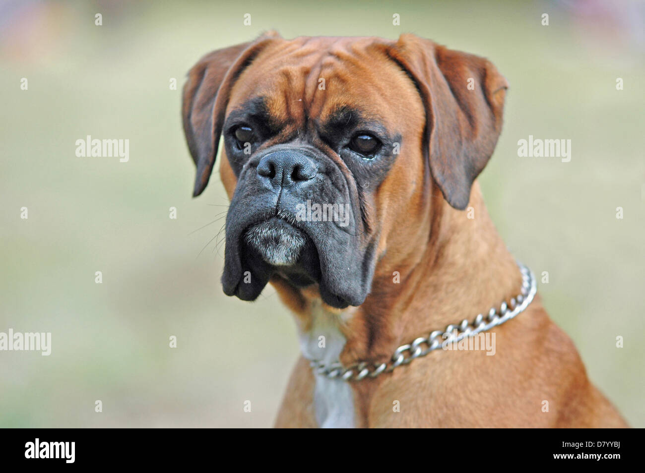 Boxer dog portraits hi-res stock photography and images - Alamy
