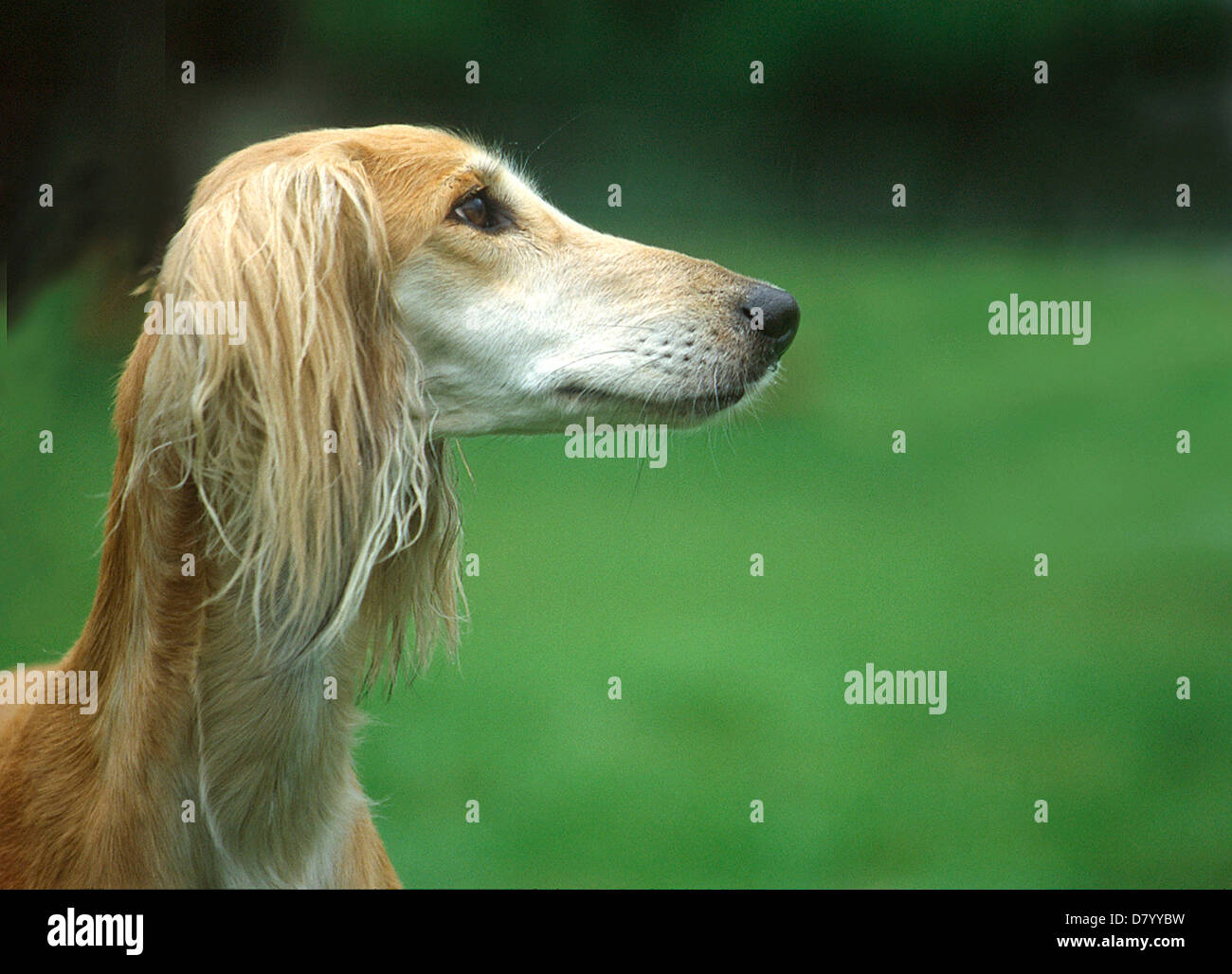 Saluki dogs hi-res stock photography and images - Alamy