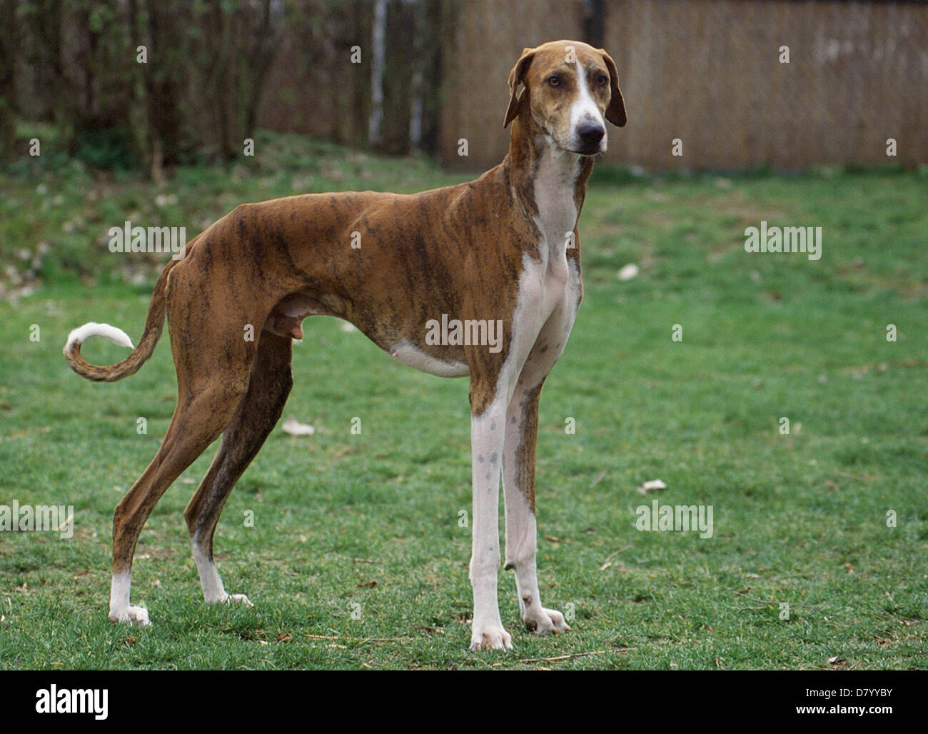 Azawakhs hi-res stock photography and images - Alamy