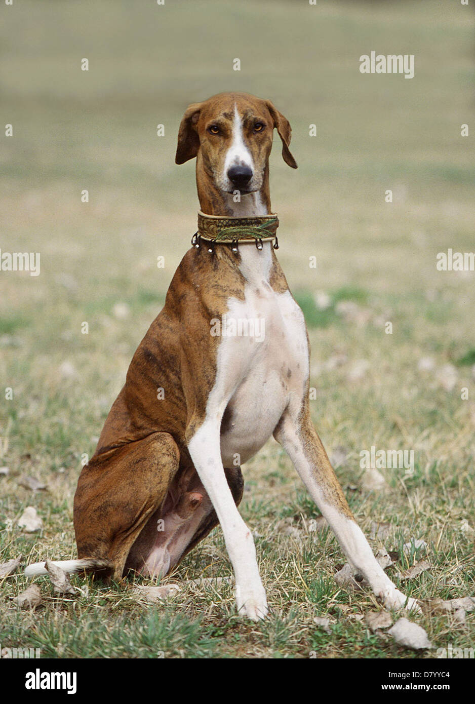 Dog Dogs Azawakh Azawakhs High Resolution Stock Photography and Images ...