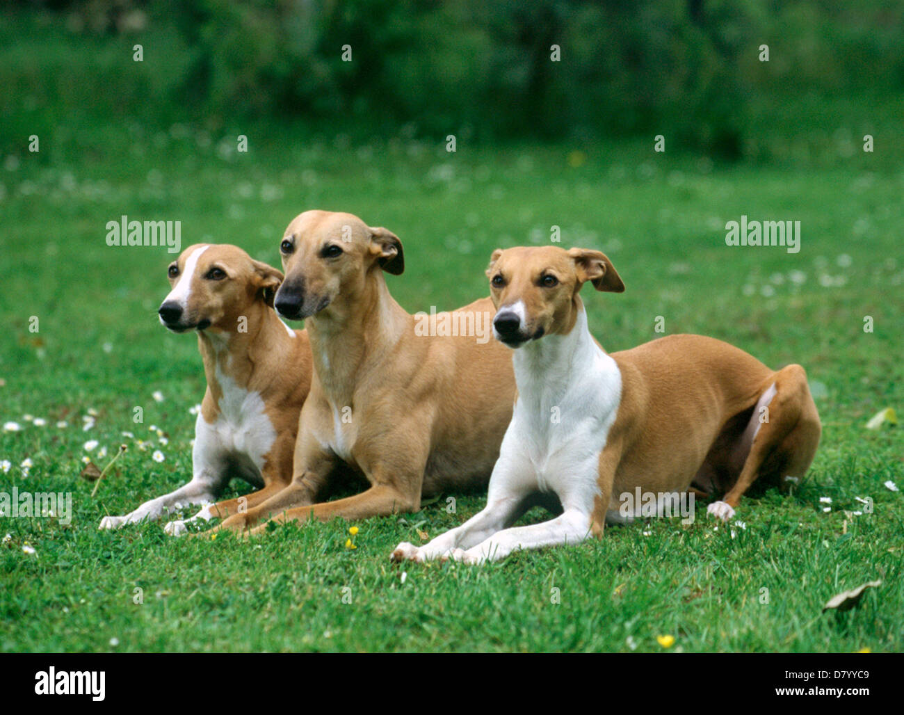 Whippets hi-res stock photography and images - Alamy