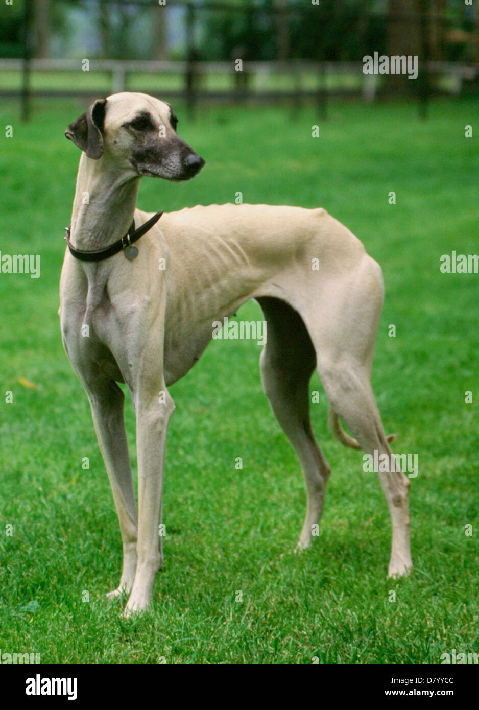 Sloughis hi-res stock photography and images - Alamy