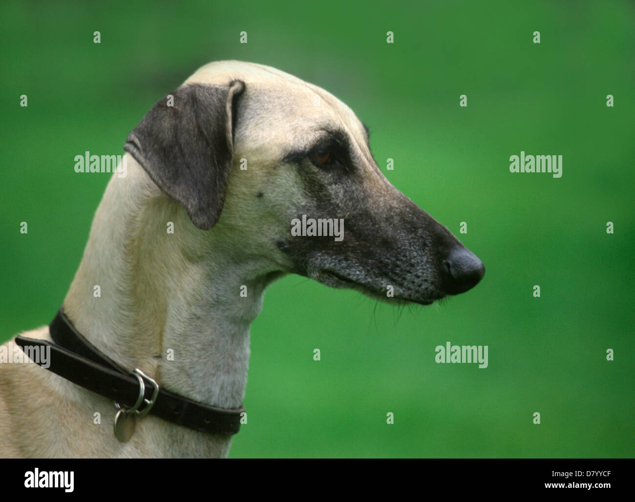 Sloughis hi-res stock photography and images - Alamy