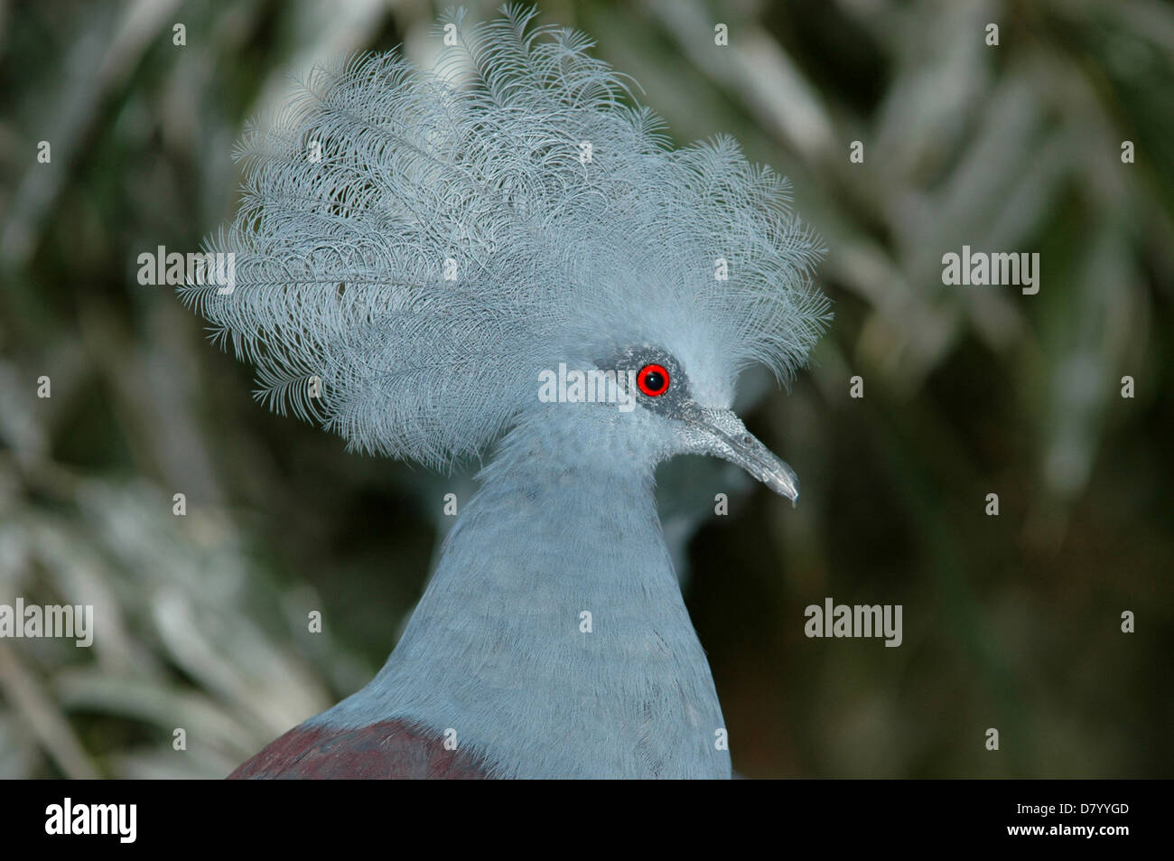 Western crowned pigeons hi-res stock photography and images - Alamy