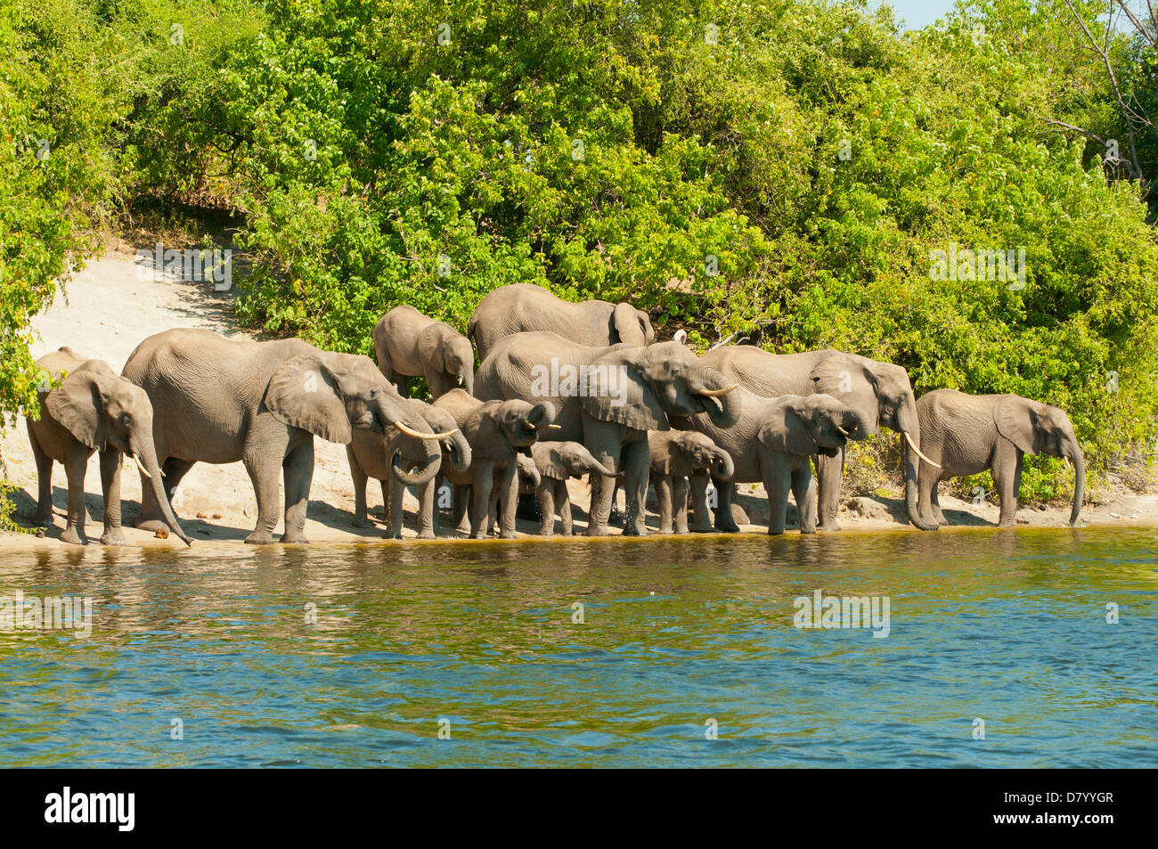 Elephants Drinking at Chobe River, Chobe National Park, Botswana Stock ...