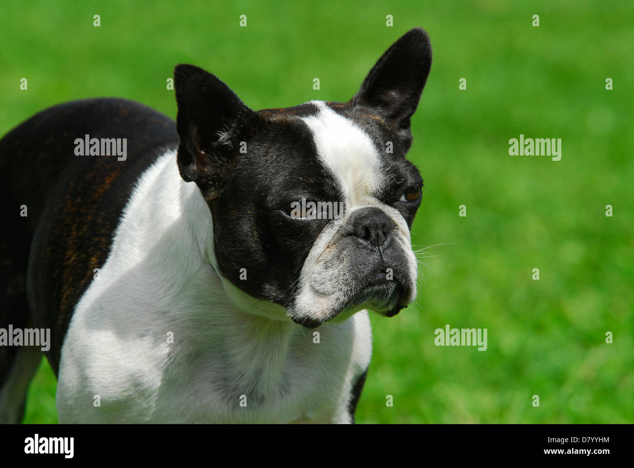 Boston Terrier Portrait Stock Photo - Alamy