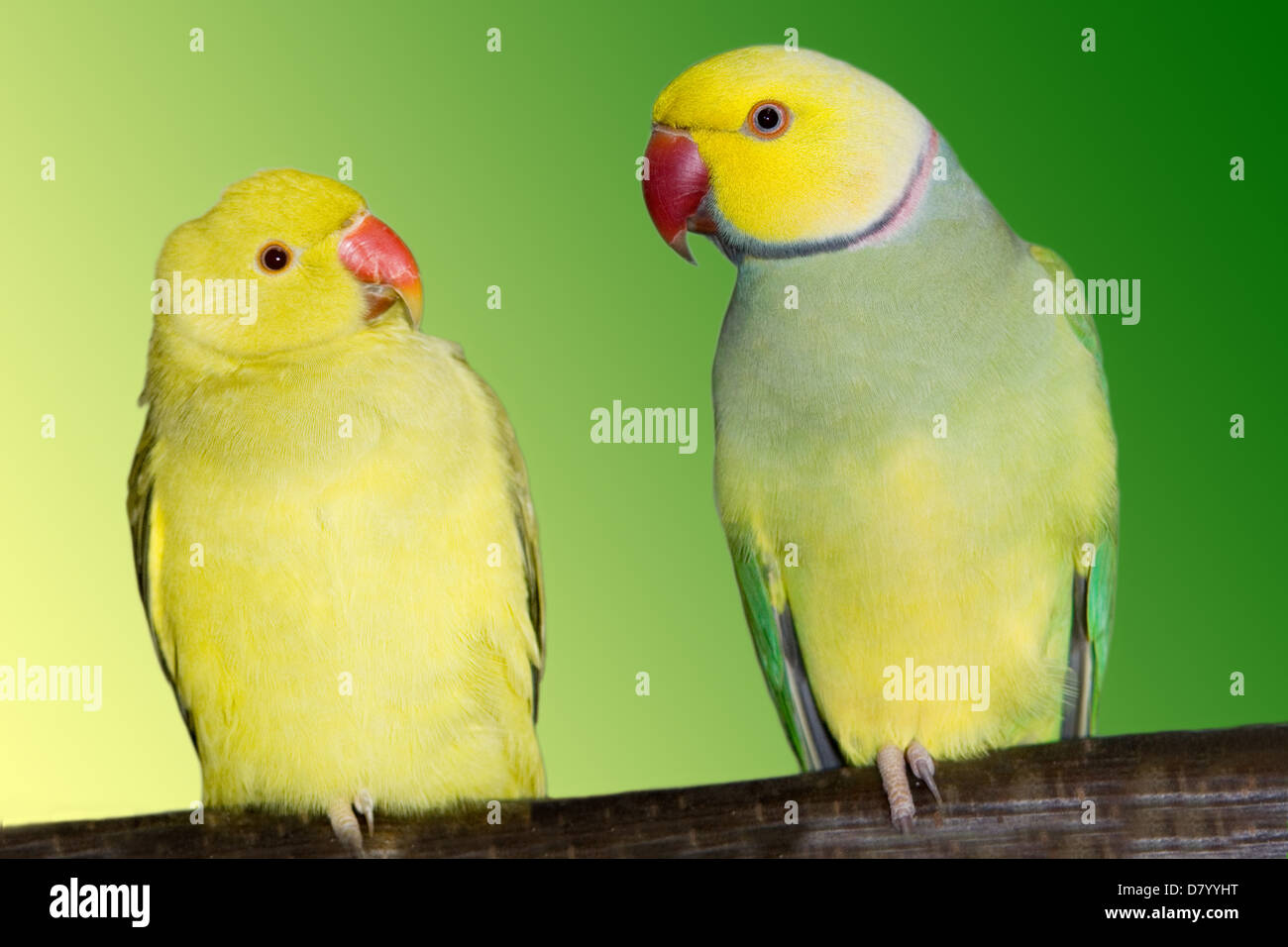 Adult rose ringed parakeets hi-res stock photography and images - Alamy