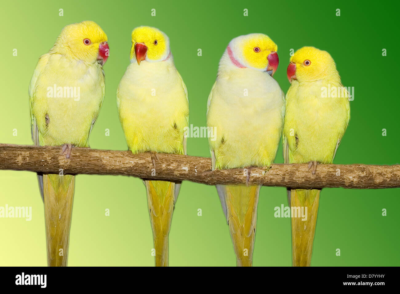 Adult rose ringed parakeets hi-res stock photography and images - Alamy