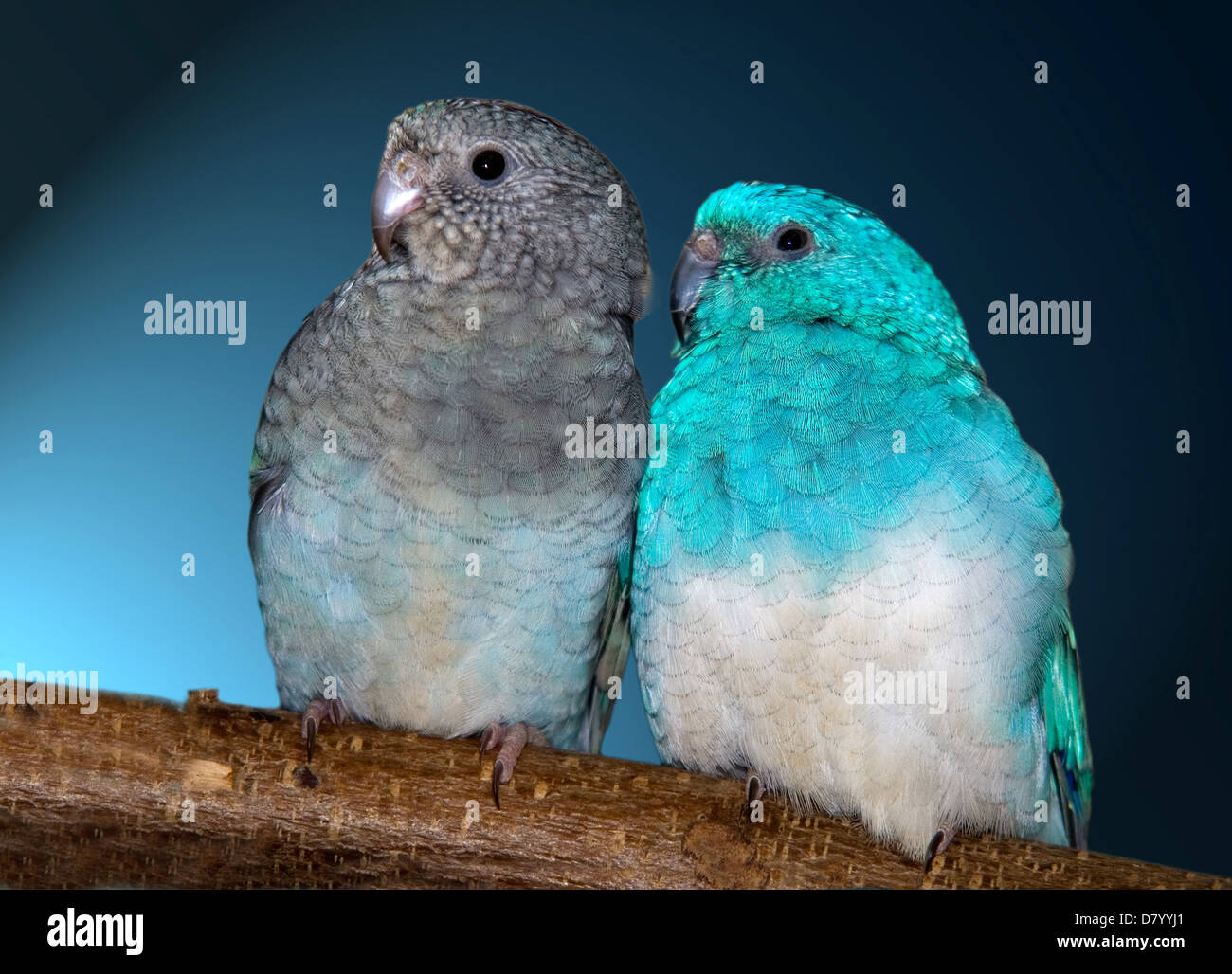 Blue rumped parrot hi-res stock photography and images - Alamy