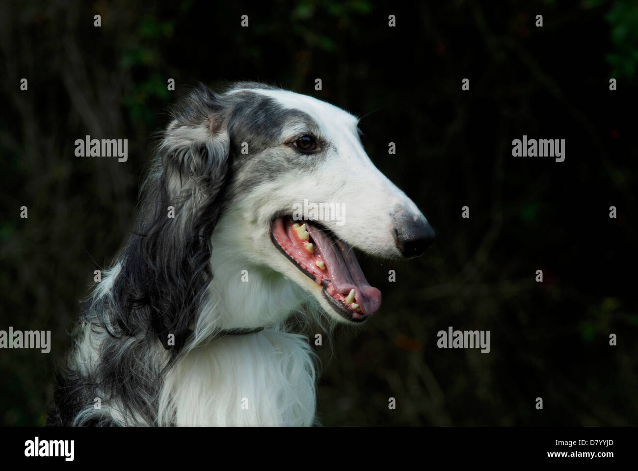 Portrait borzoi side view hi-res stock photography and images - Alamy