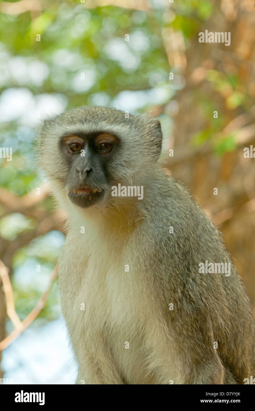 Moremi game reserve national park hi-res stock photography and images ...