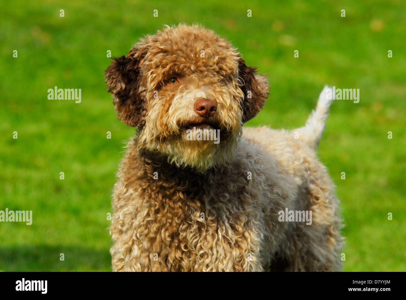 Lagottos hi-res stock photography and images - Alamy
