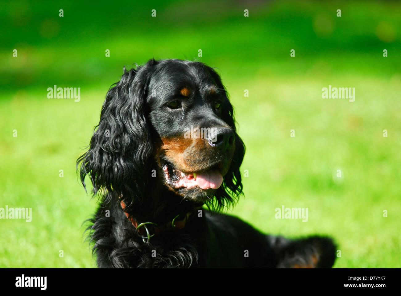 Gordon Setter Portrait Stock Photo - Alamy