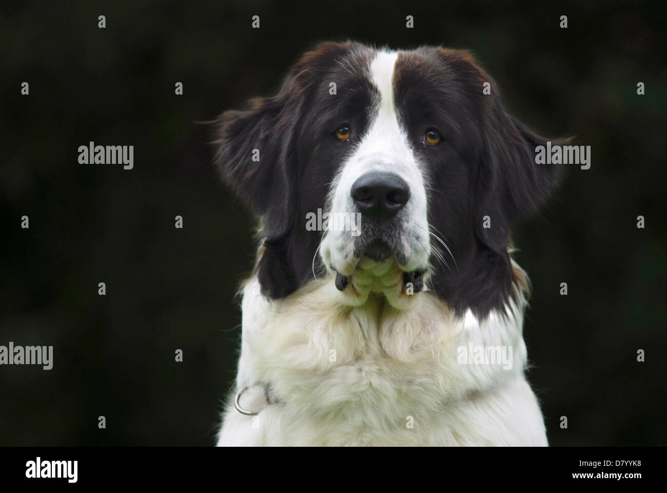 The Landseer High Resolution Stock Photography and Images - Alamy