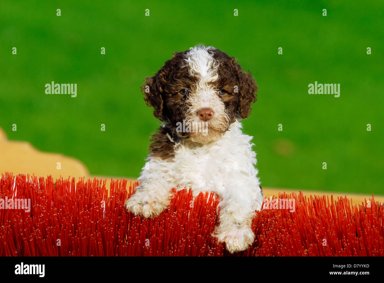 Lagotto Romagnolo puppies Stock Photo - Alamy