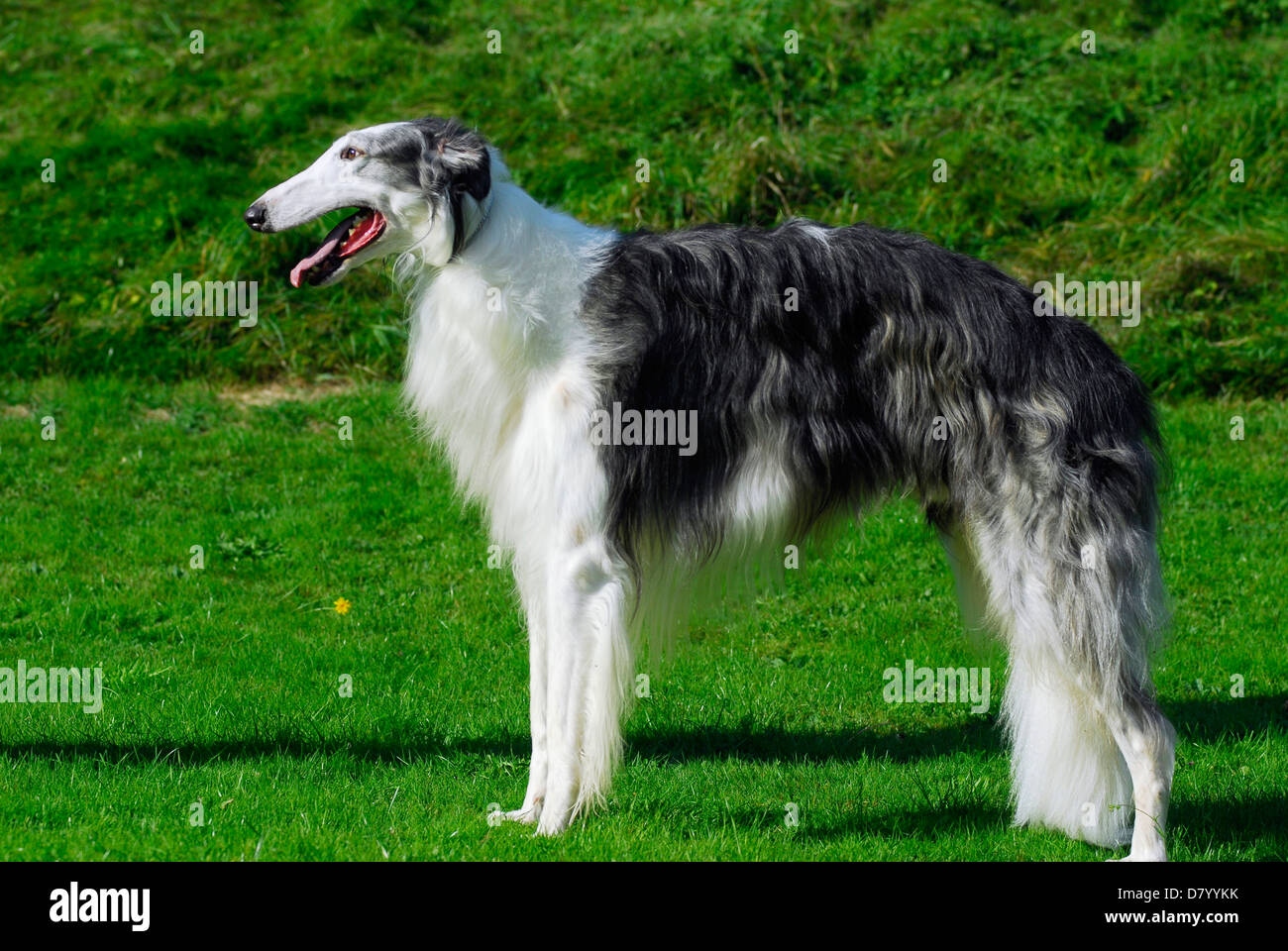 Borzoi standing hi-res stock photography and images - Alamy