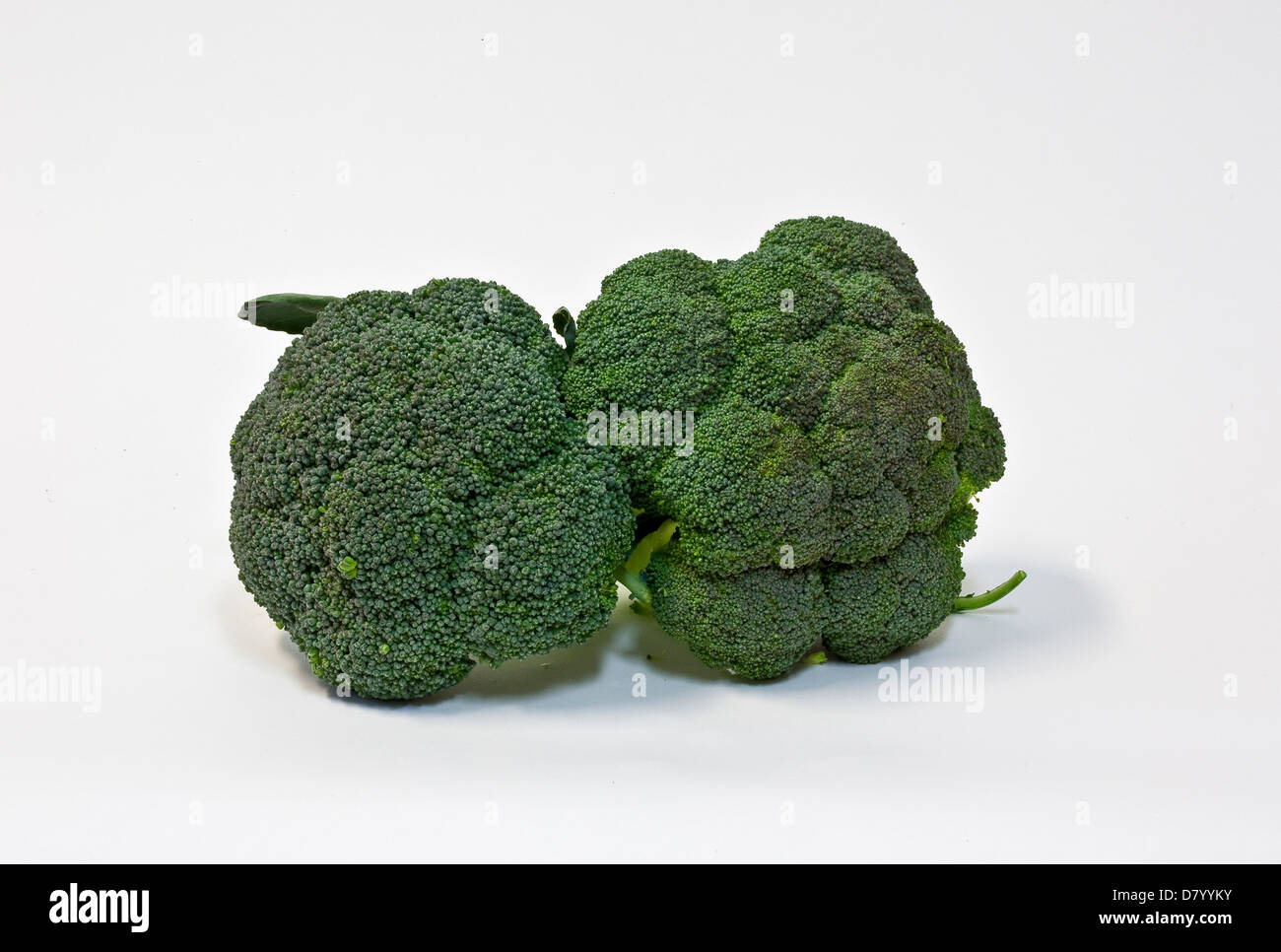 Two heads of broccoli against a white background Stock Photo - Alamy