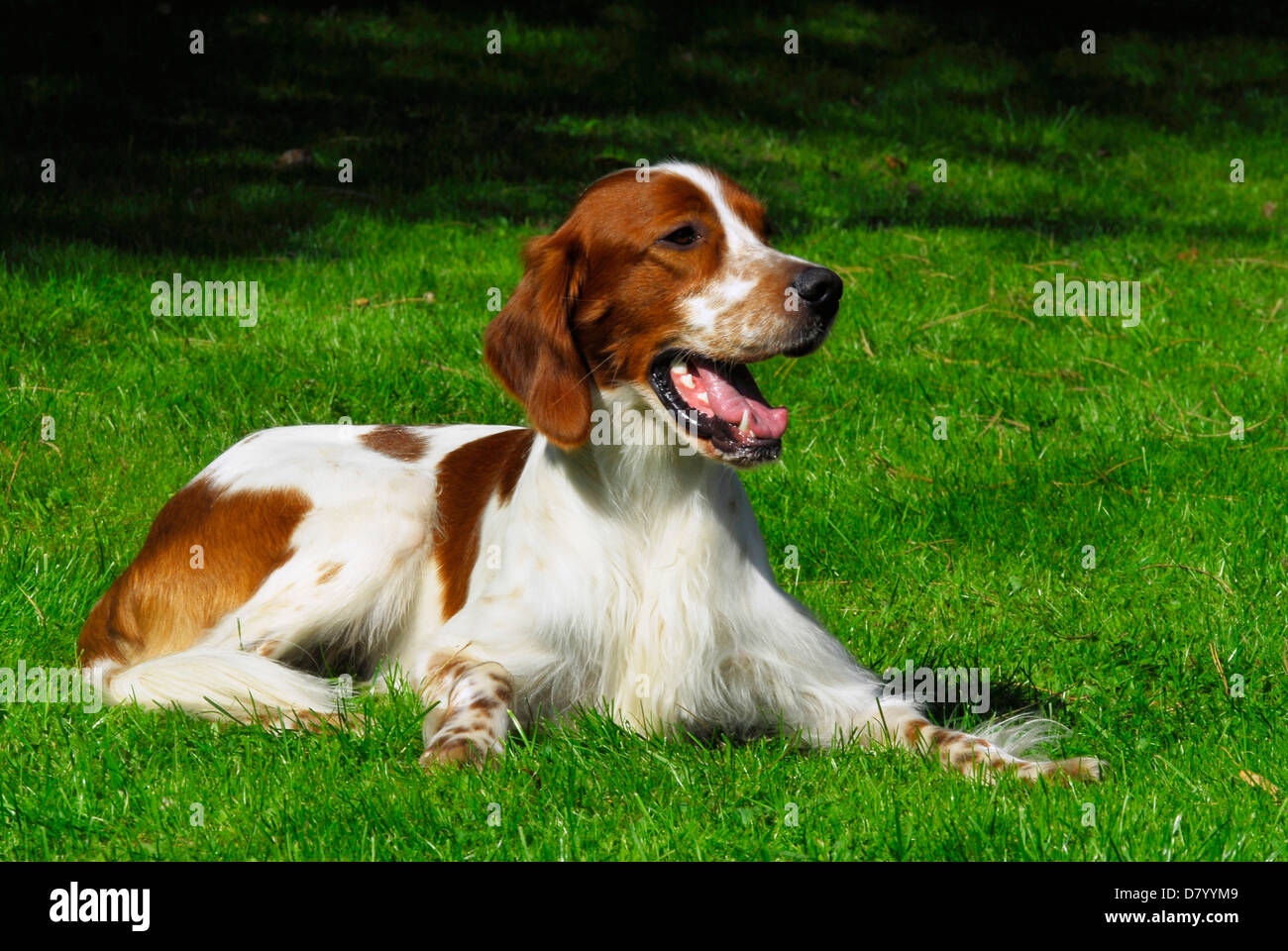 Irish red-and-white Setter Stock Photo - Alamy
