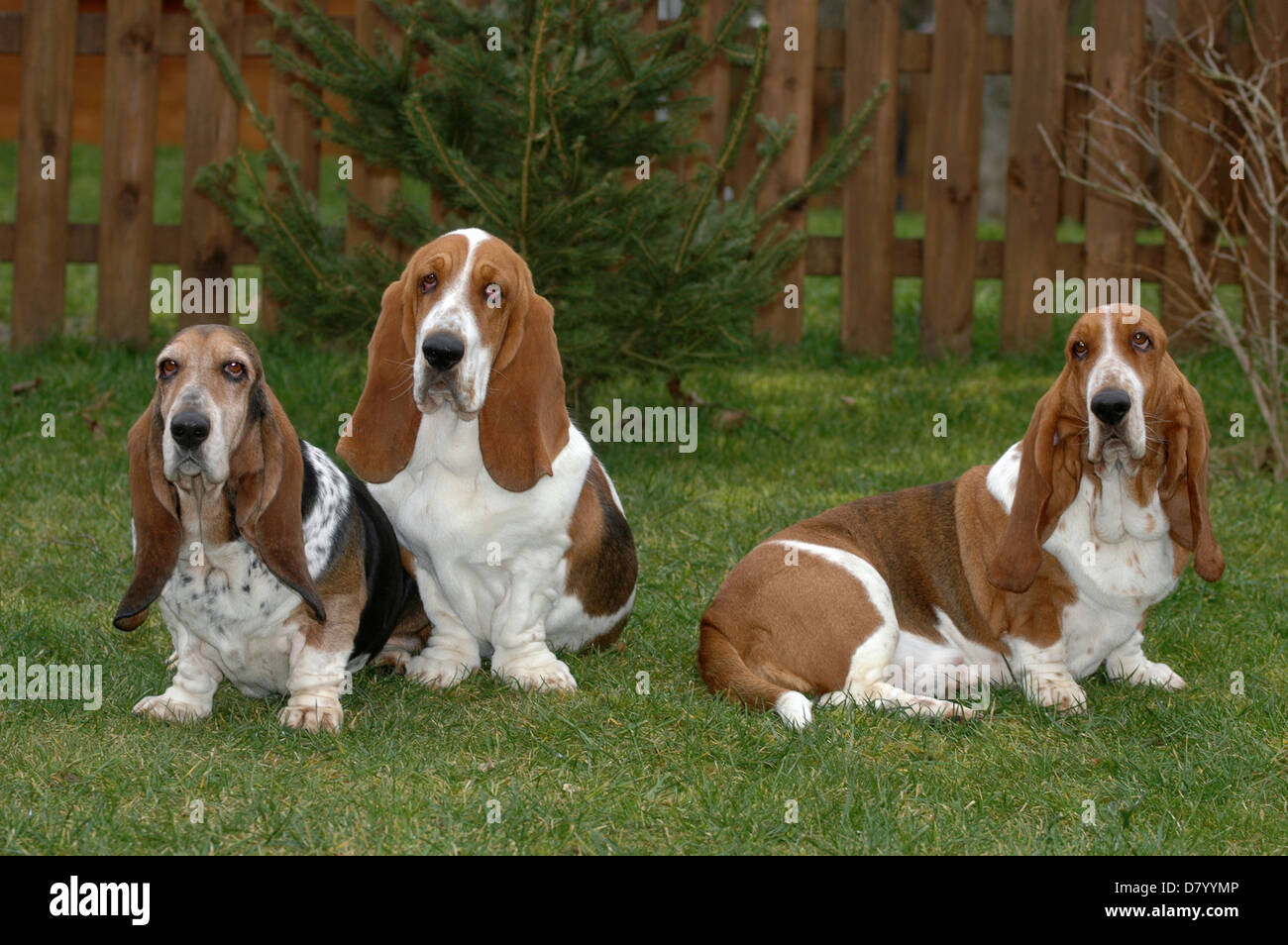 Three hounds hi-res stock photography and images - Alamy