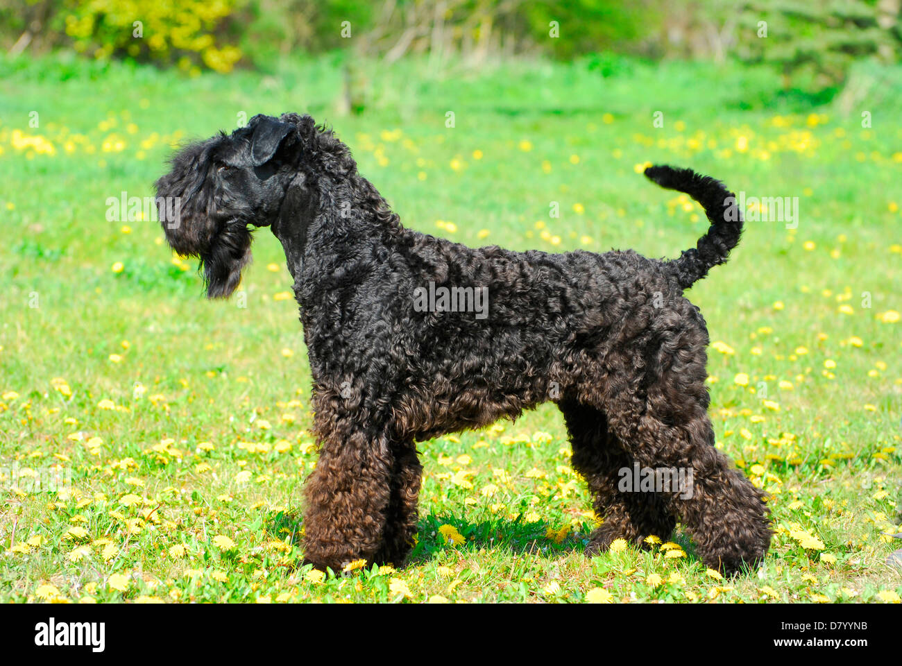 Kerry Blue Terrier Stock Photo - Alamy