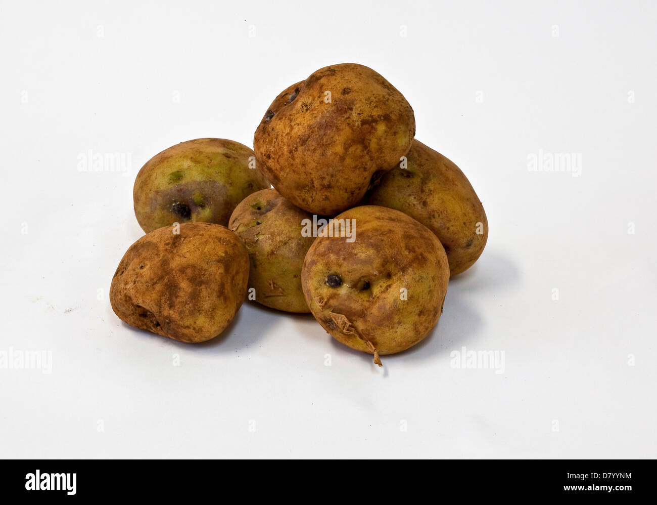 Six brown, unwashed potatoes on a white background Stock Photo - Alamy