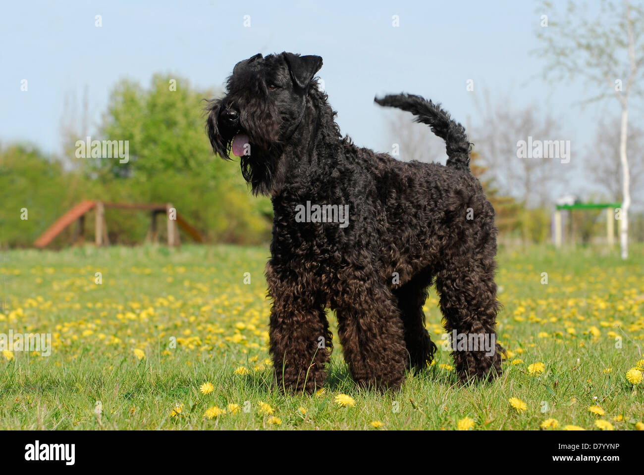 Kerry Blue Terrier Stock Photo - Alamy