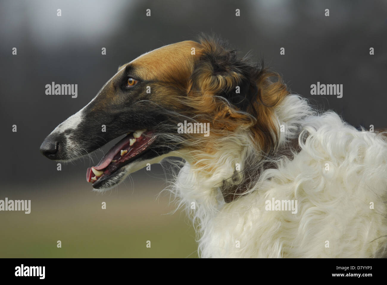 Portrait borzoi side view hi-res stock photography and images - Alamy