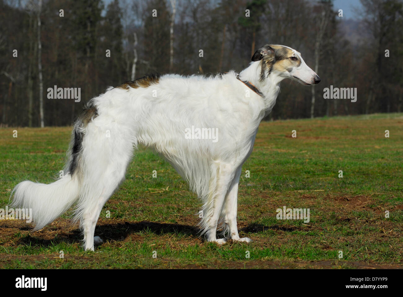 Borzoi Hound High Resolution Stock Photography and Images - Alamy