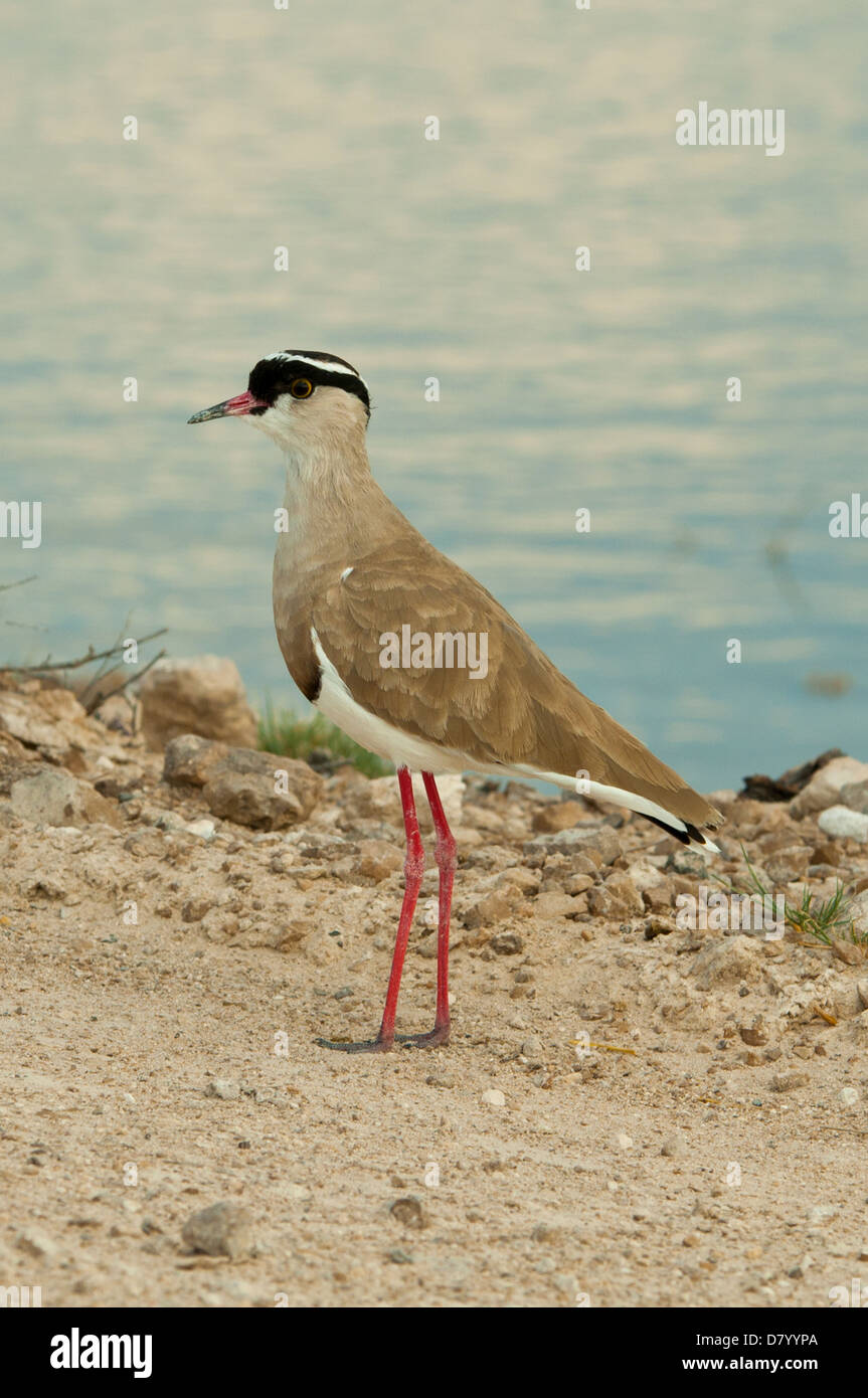 Crowned Plover High Resolution Stock Photography and Images - Alamy