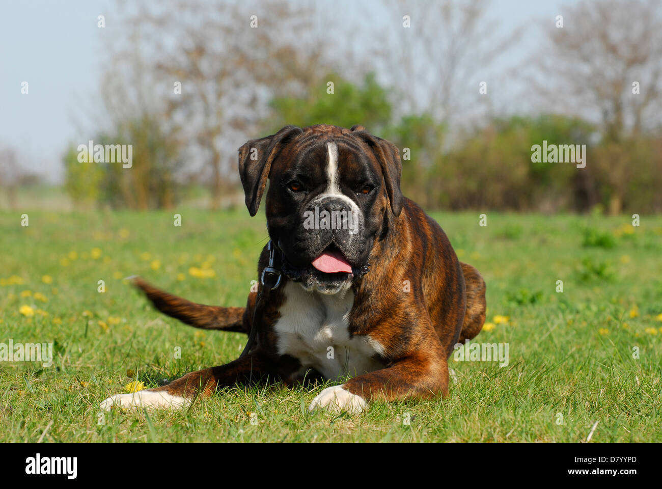 German boxers hi-res stock photography and images - Alamy
