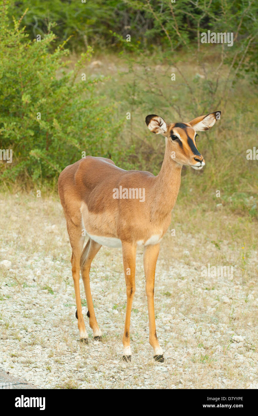 Black faced impala hi-res stock photography and images - Alamy
