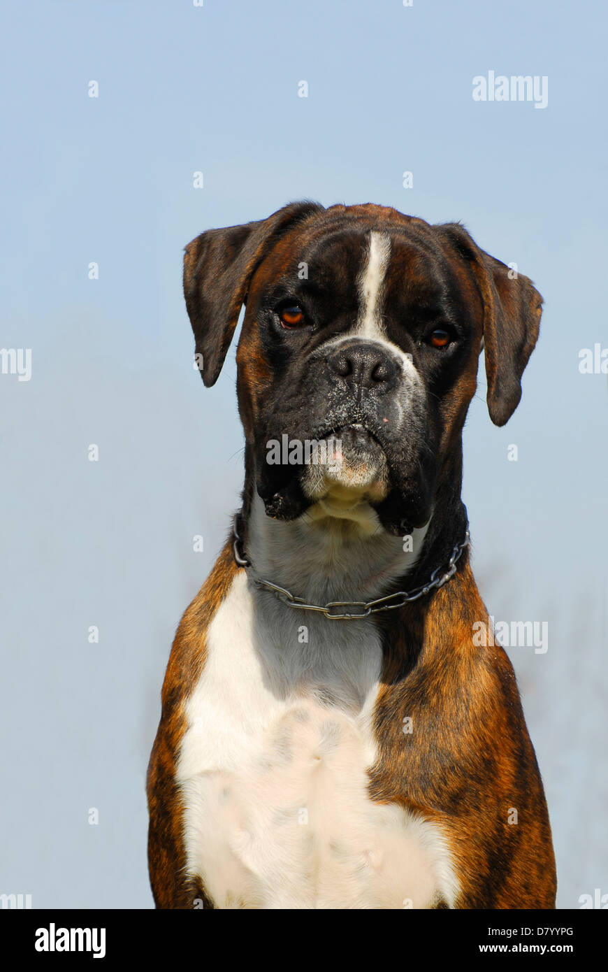Boxer dog portraits hi-res stock photography and images - Alamy