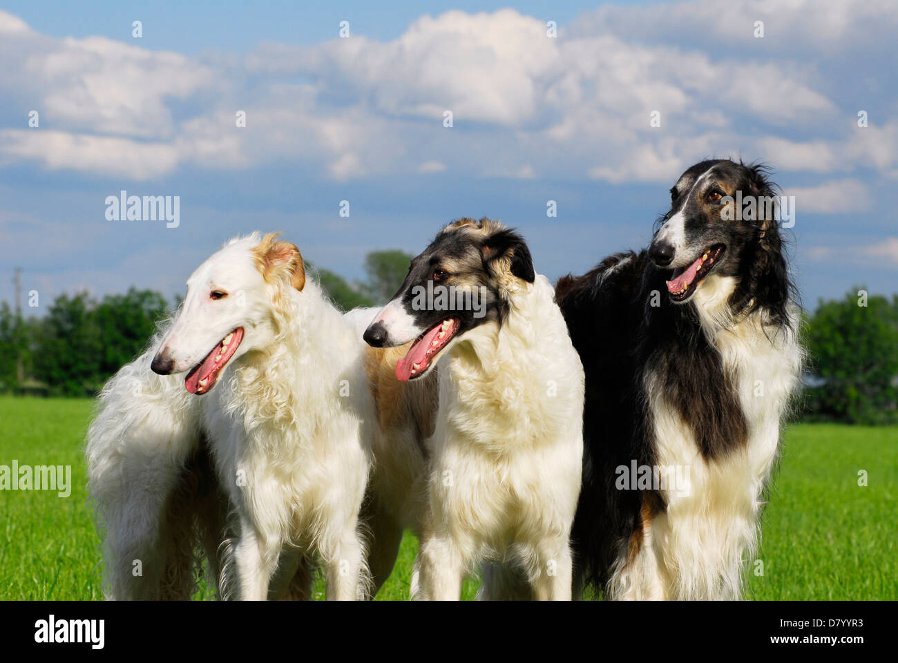 Borzois dog hi-res stock photography and images - Alamy