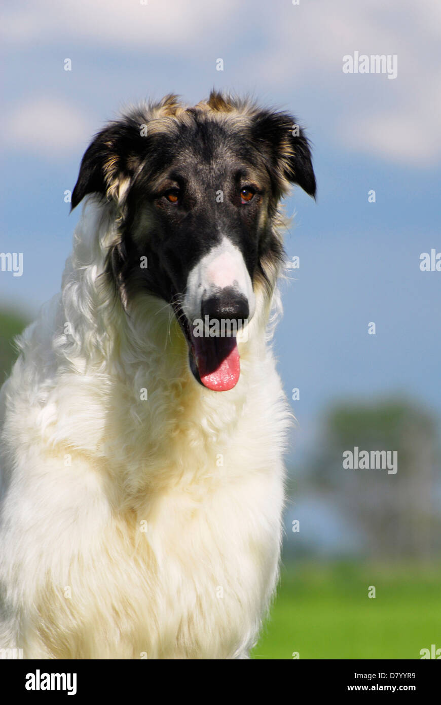 Barsoi portrait hi-res stock photography and images - Alamy